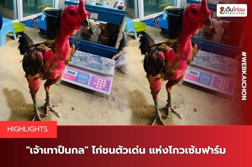 "เจ้าเทาปืนกล" ไก่ชนแข้งหนักสายเลือดโกวเซ้มฟาร์ม Webkaichon.net ข่าวไก่ชน